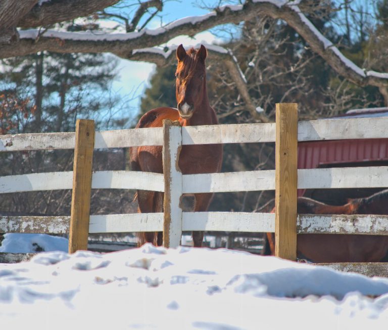 Visit Animal Barns | Department of Animal Science
